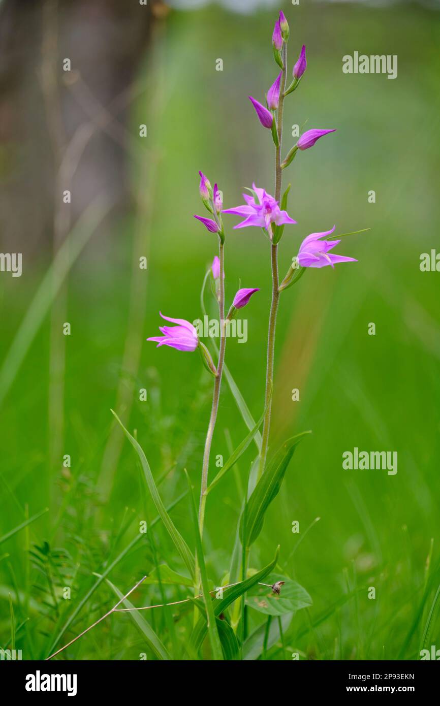 Red wood pea, Purple wood pea, Cephalanthera rubra Stock Photo - Alamy