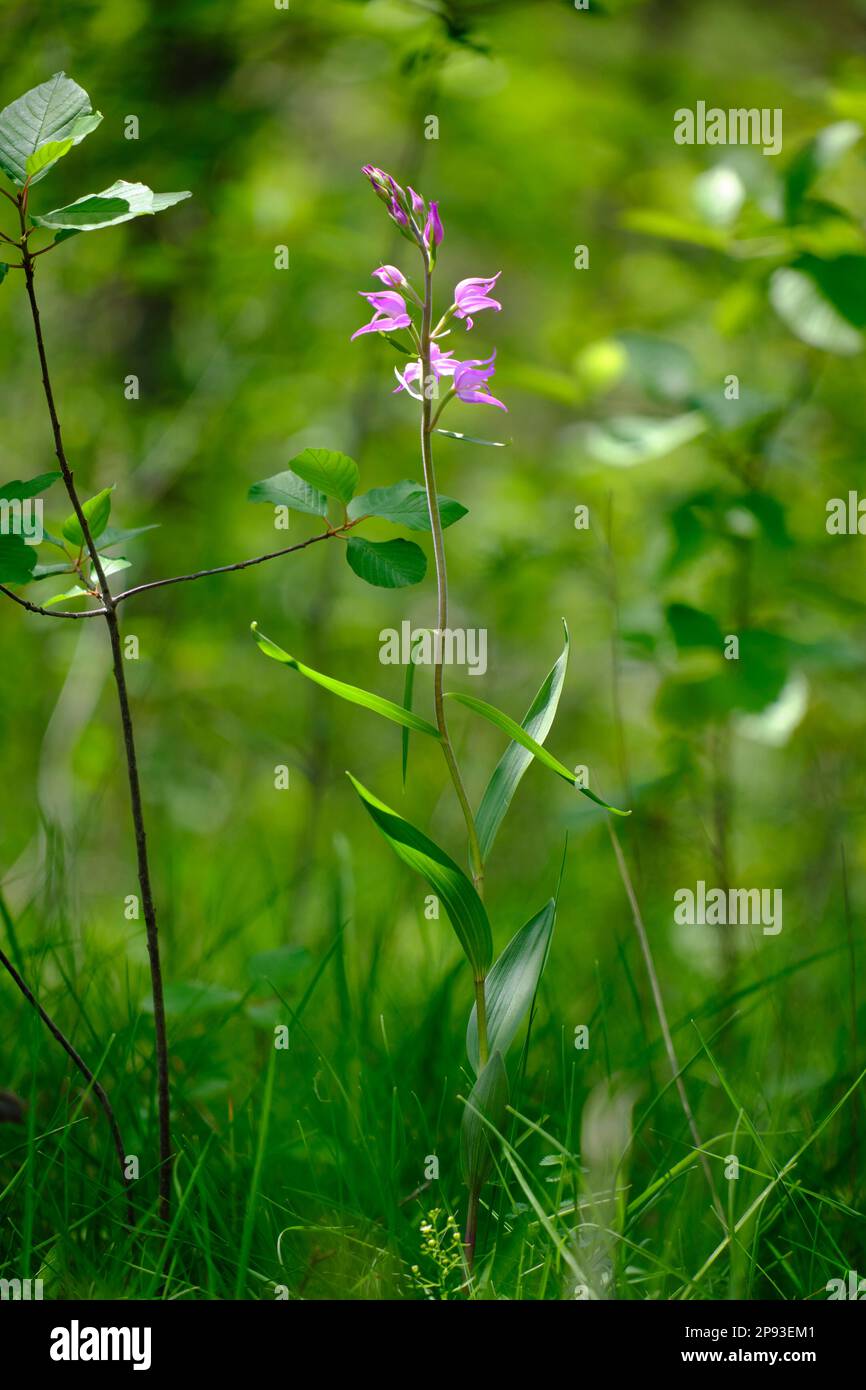 Red wood pea, Purple wood pea, Cephalanthera rubra Stock Photo - Alamy