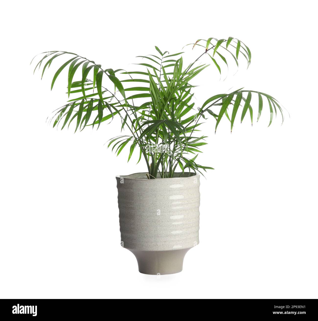 Beautiful small green palm in pot isolated on white. Interior accessory ...