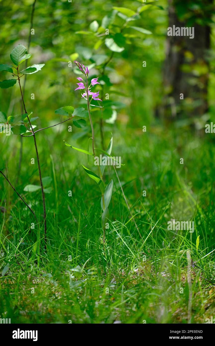 Red wood pea, Purple wood pea, Cephalanthera rubra Stock Photo - Alamy