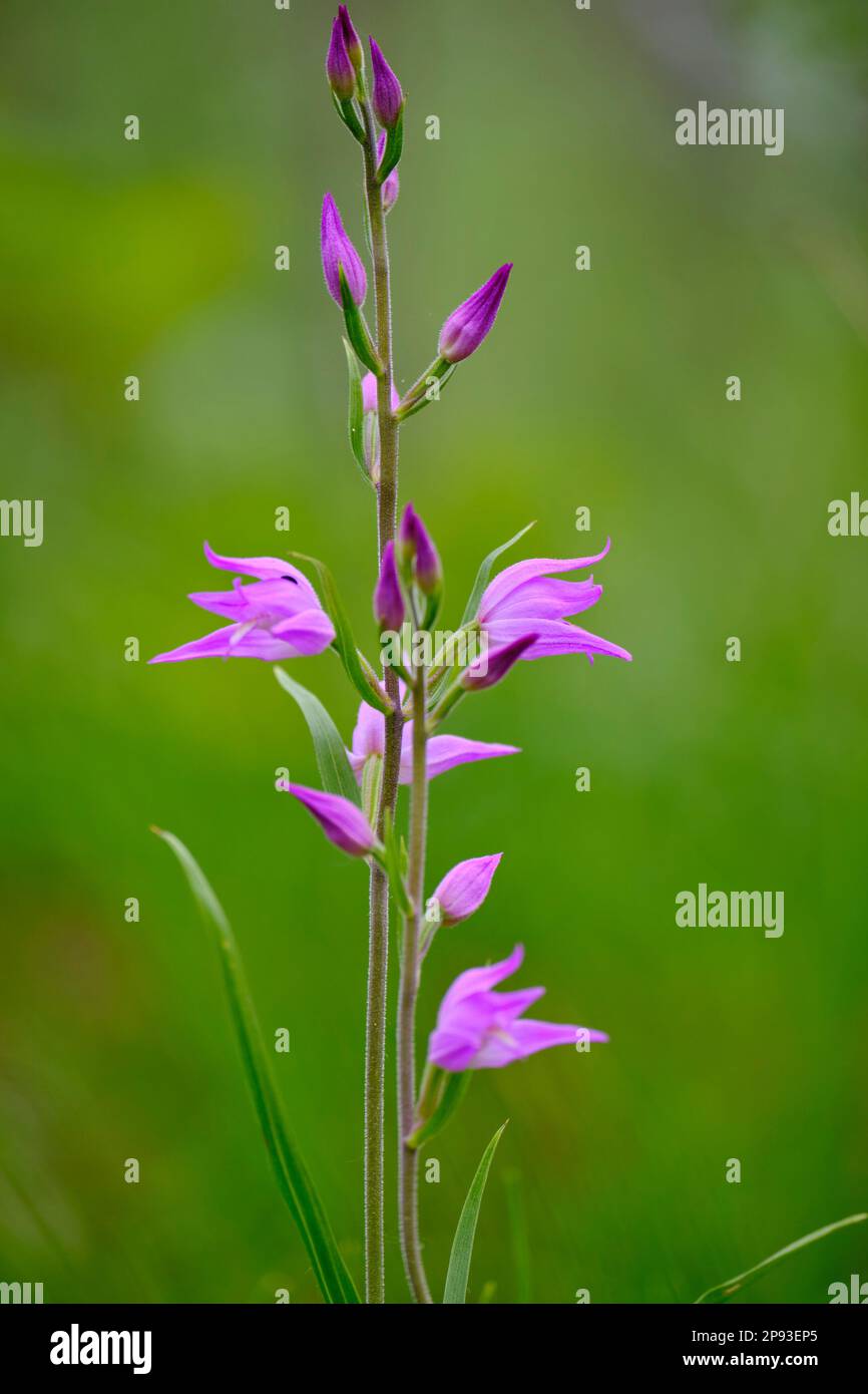 Red wood pea, Purple wood pea, Cephalanthera rubra Stock Photo - Alamy