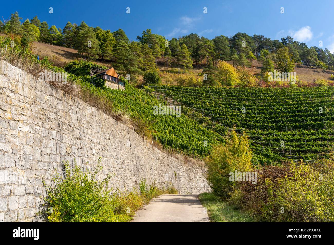 Vineyards at Benediktusberg with the nature reserve Tiertalberg near ...