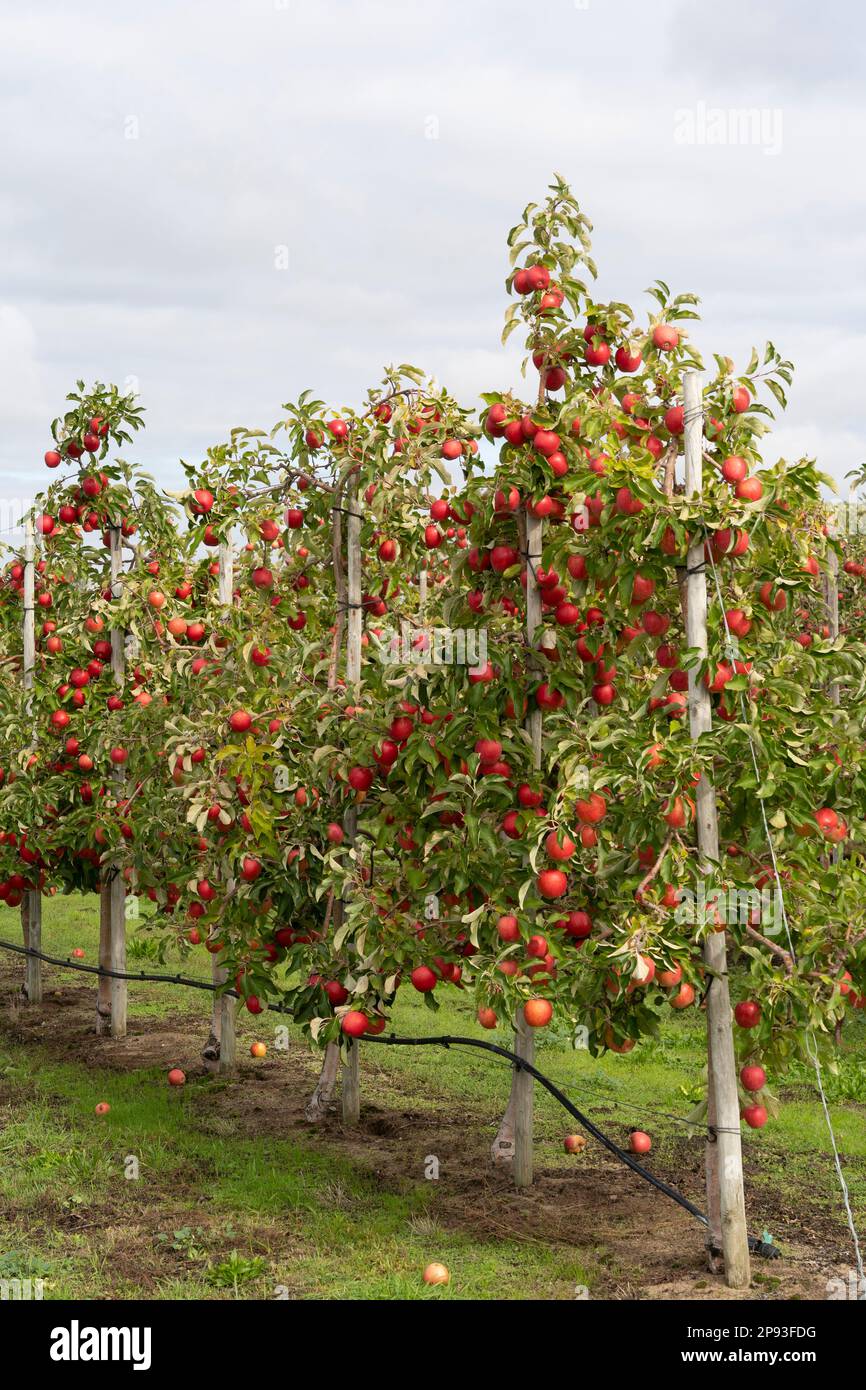 Apple orchard in autumn hi-res stock photography and images - Alamy