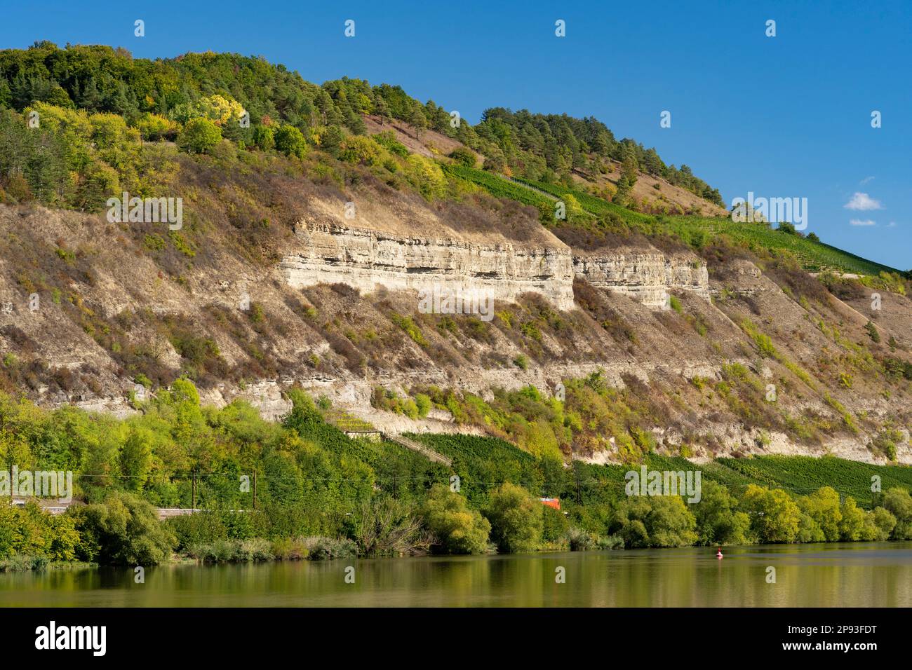 View of the Main undercut bank and the vineyards at the Benediktusberg ...