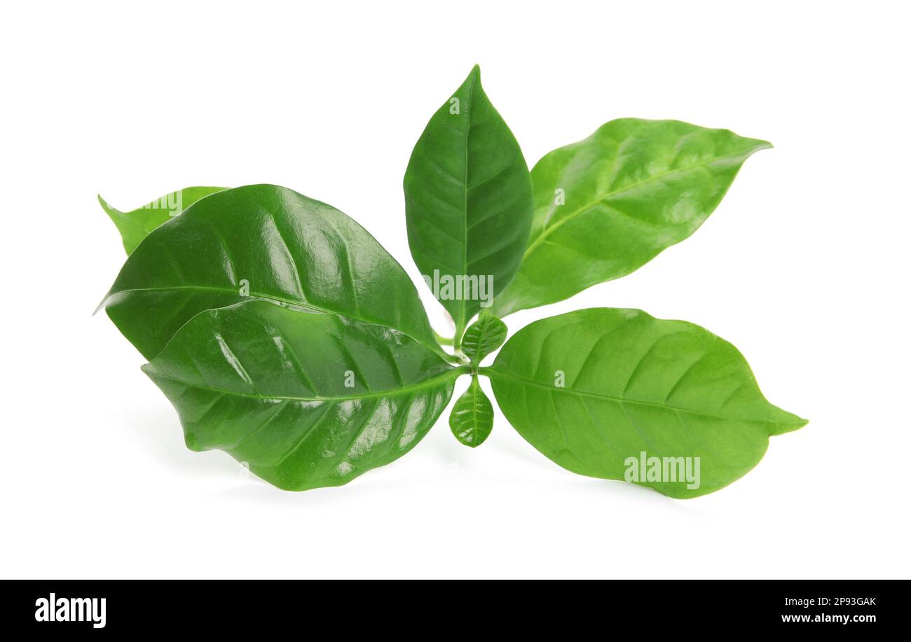 Branch of coffee plant isolated on white Stock Photo - Alamy