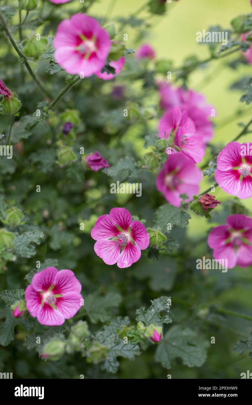Early summer flowering shrub hi-res stock photography and images - Alamy