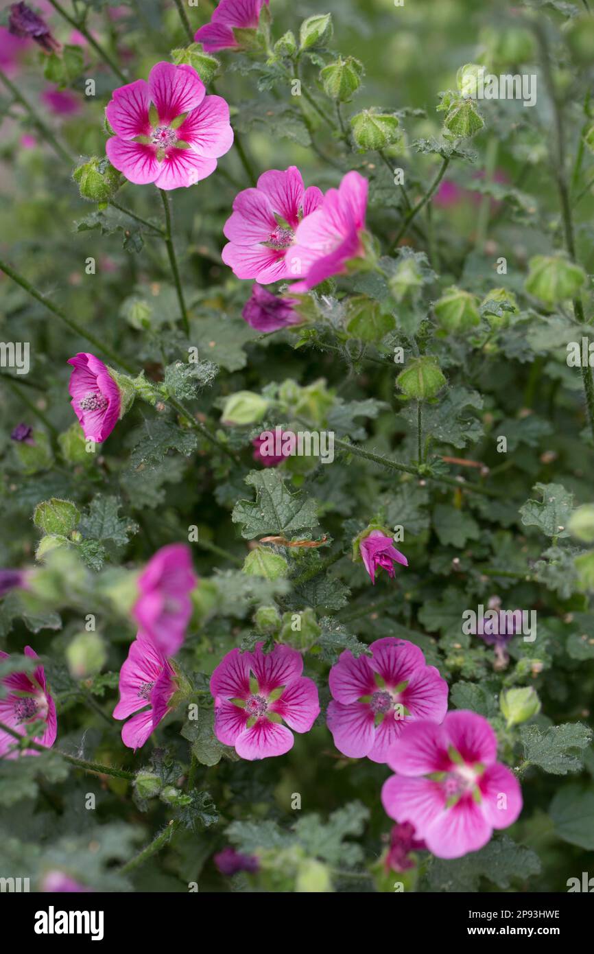 Flowering mallow in early summer Stock Photo - Alamy