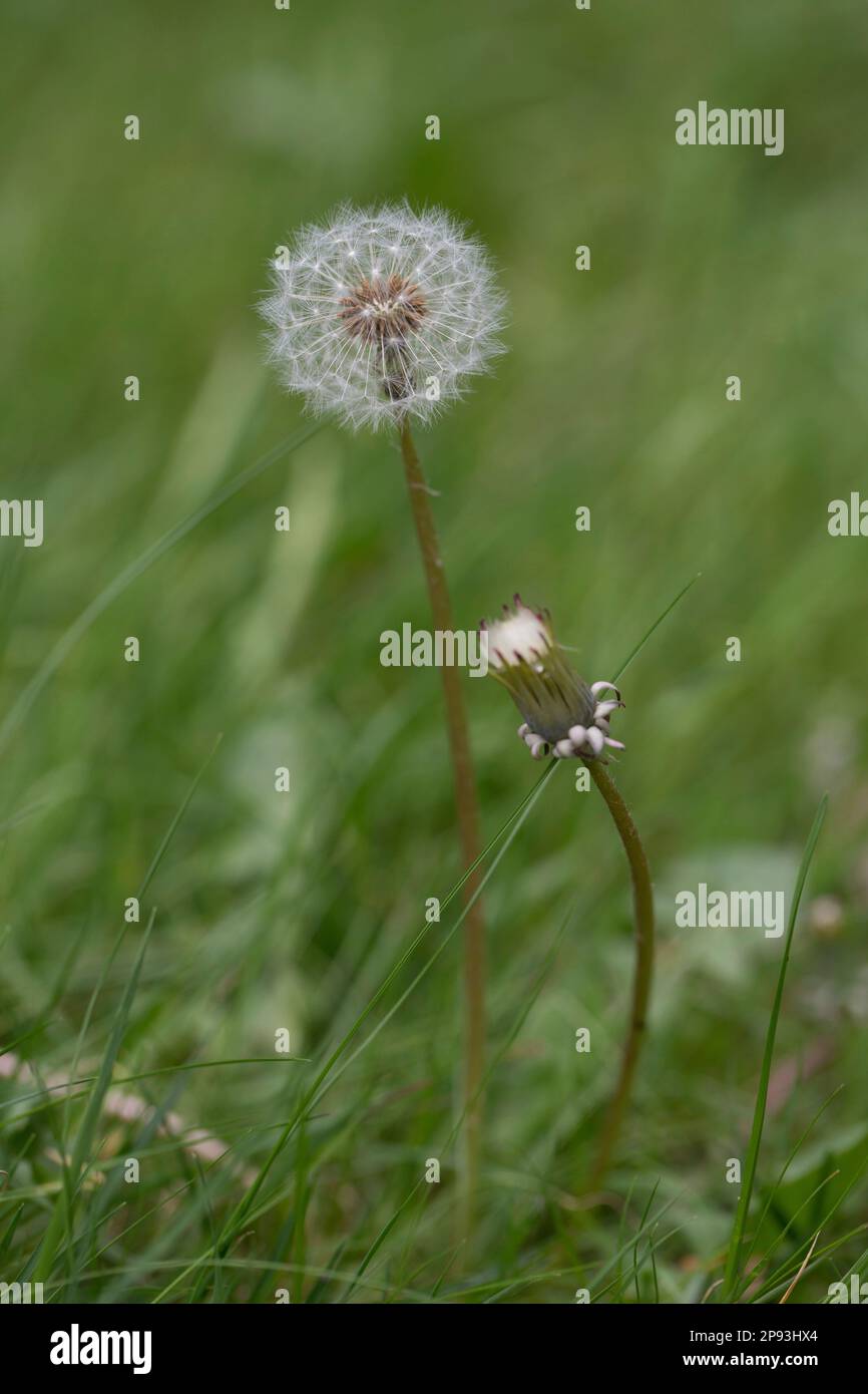 Dandelion next to a dandelion plant just before fruit ripening Stock ...