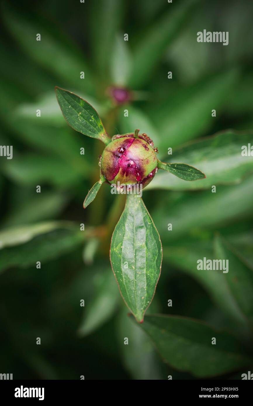 Buds of a peony hi-res stock photography and images - Alamy