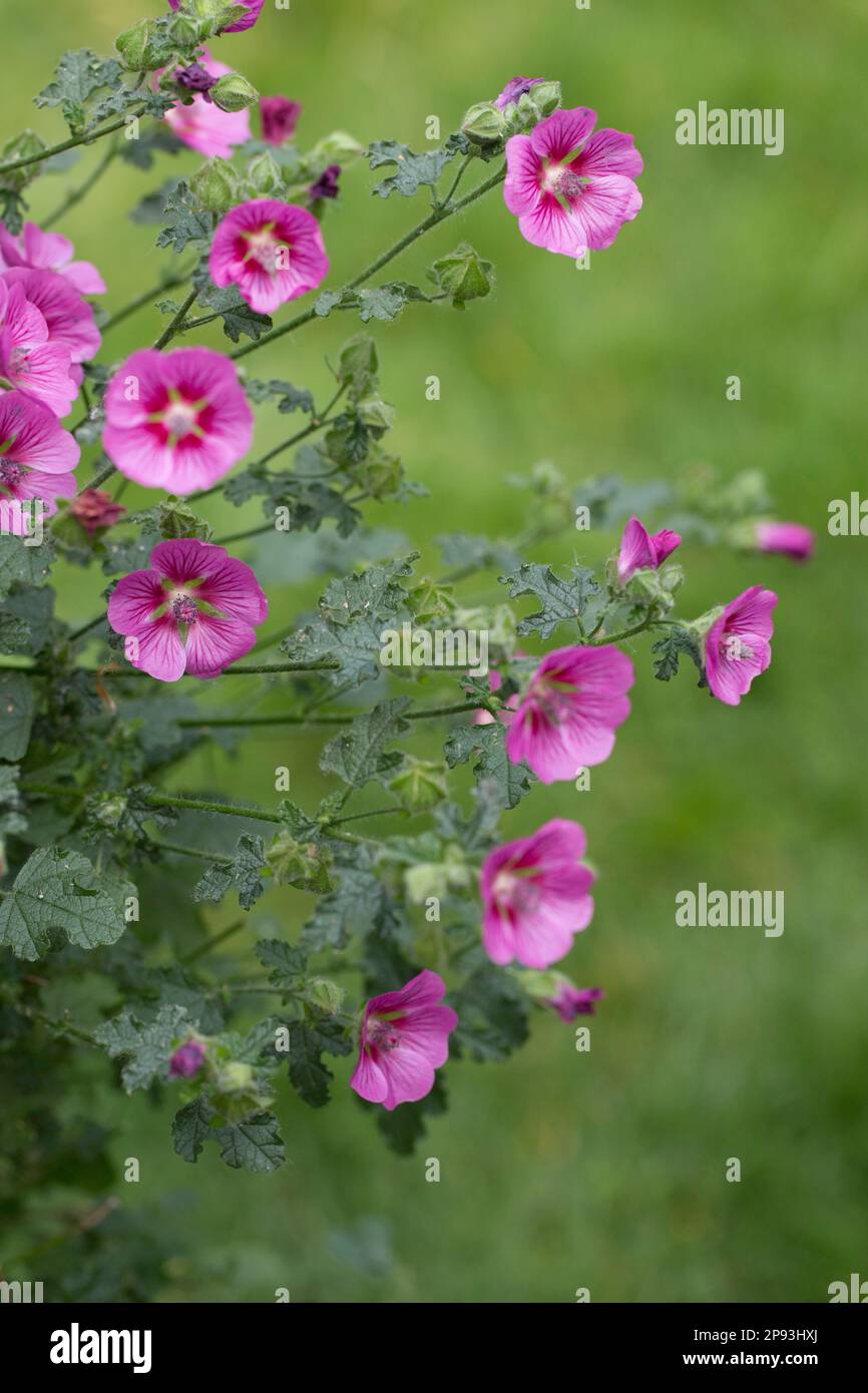Early summer growth hi-res stock photography and images - Alamy