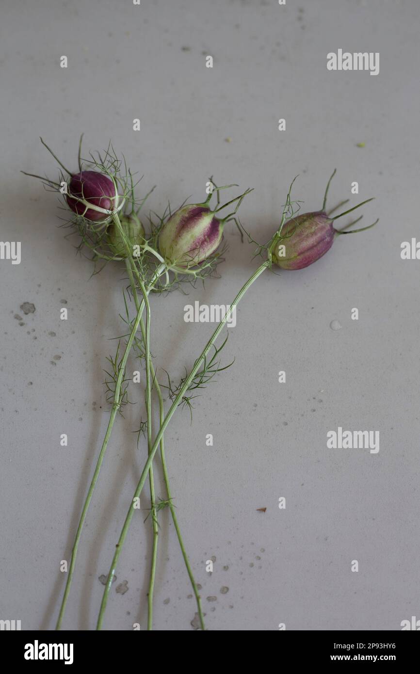 Four seed pods of the plant Maid in the Green Stock Photo - Alamy