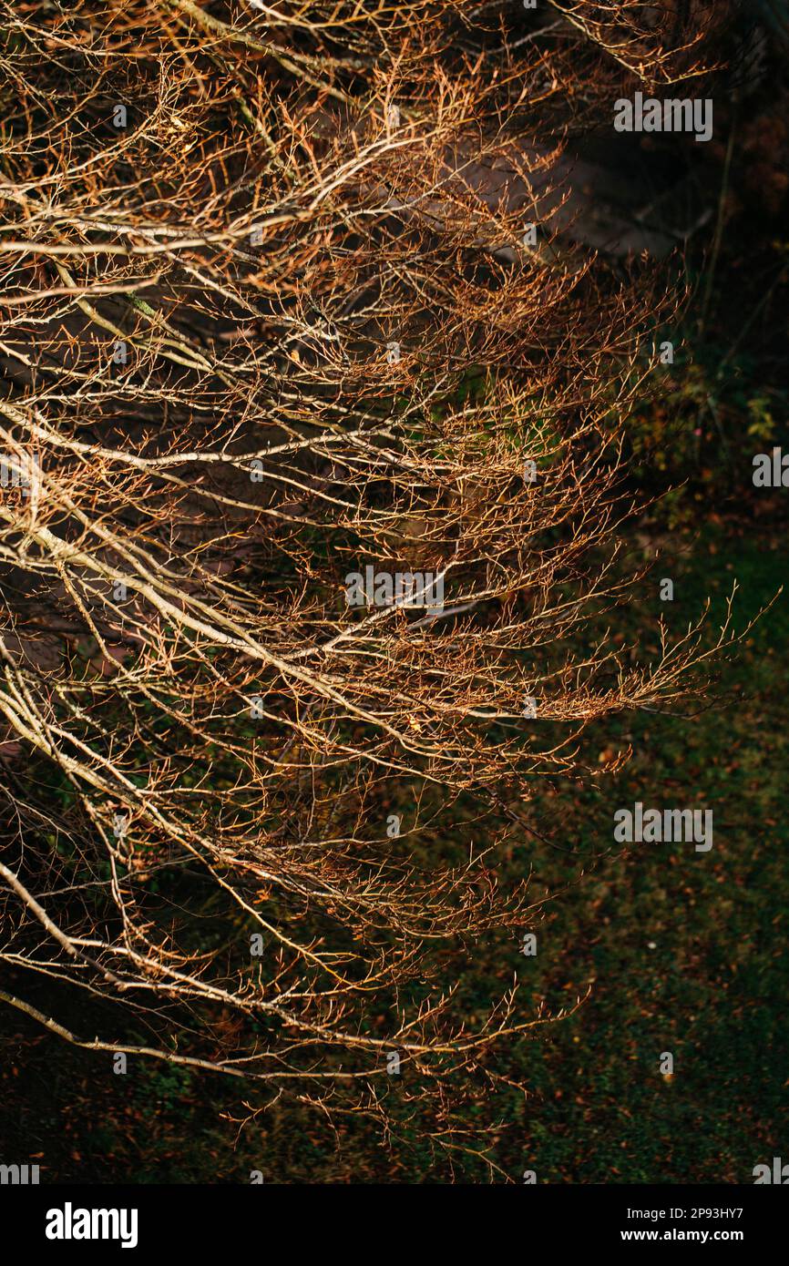 View from above on leafless branches of big tree Stock Photo - Alamy