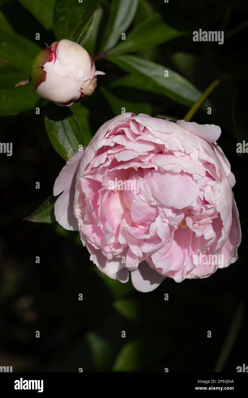 Pink flowers and closed bud of peony in sunshine Stock Photo - Alamy