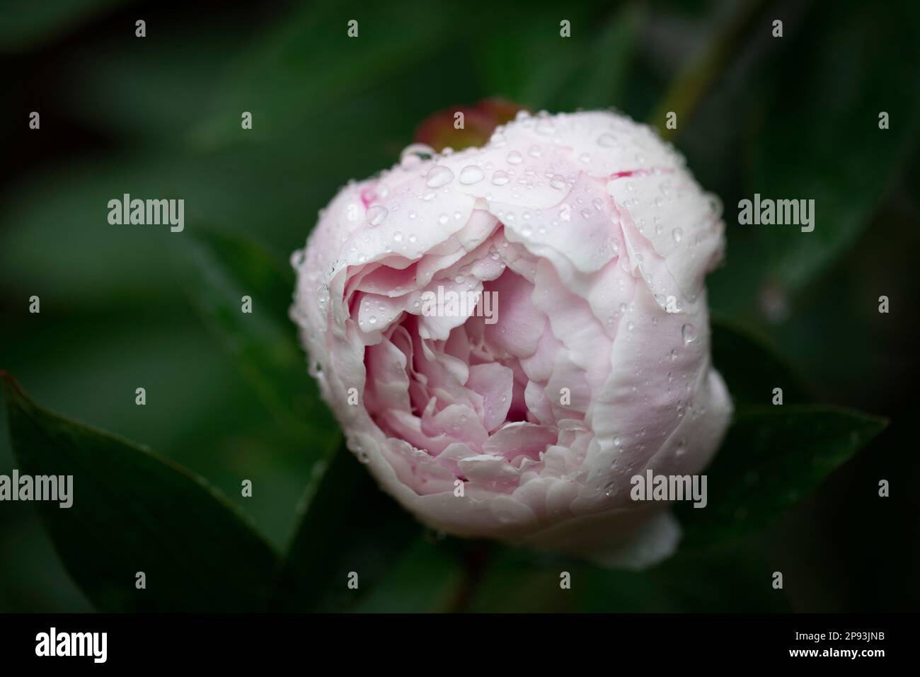 Pink flower of peony after summer rain in Germany Stock Photo - Alamy