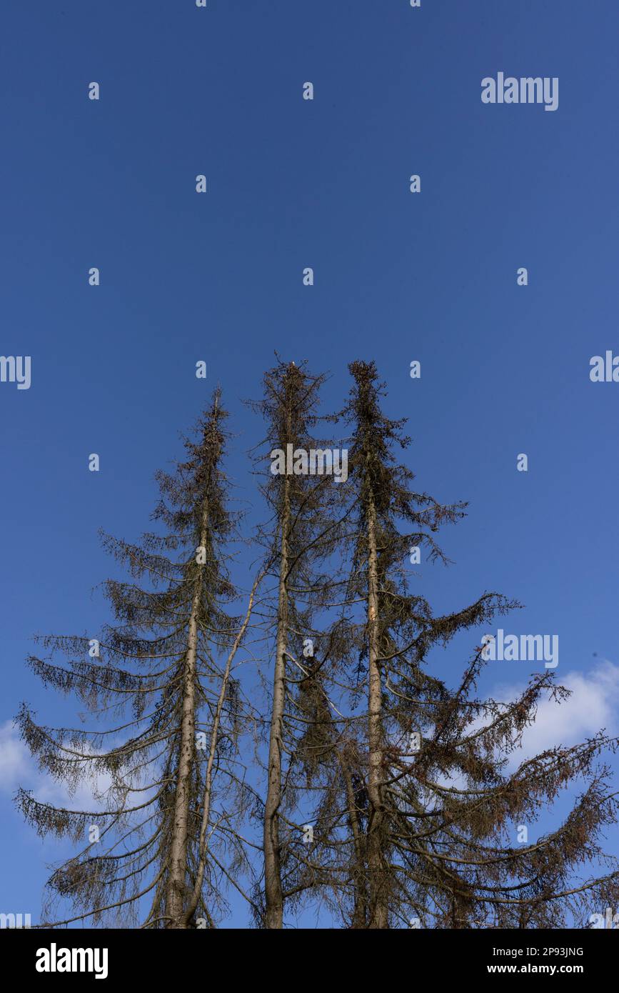 Typical spruce infestation hi-res stock photography and images - Alamy