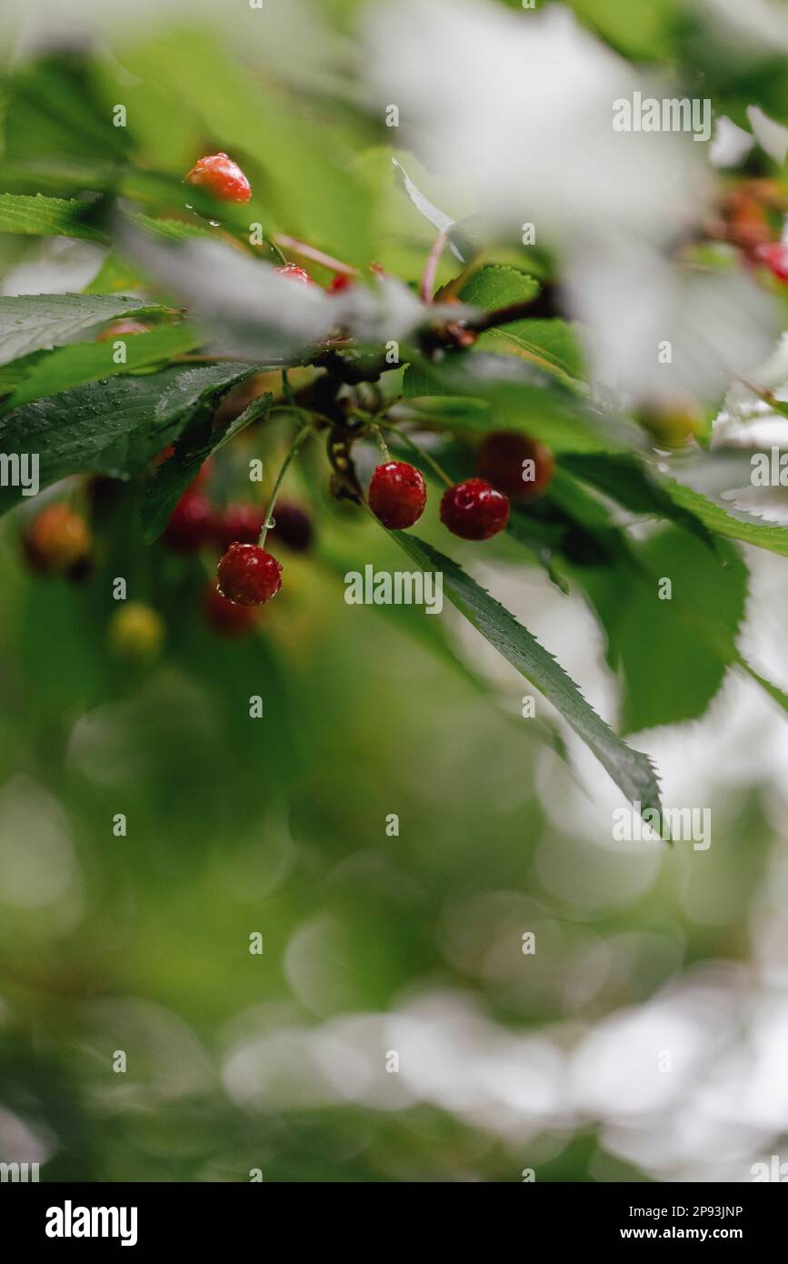 Branch of cherry tree with red cherries after summer rain Stock Photo ...
