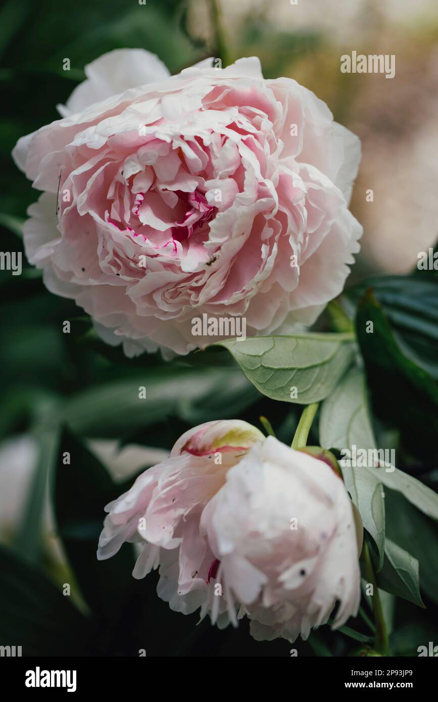 Pink flowers of a peony in the sunshine Stock Photo - Alamy