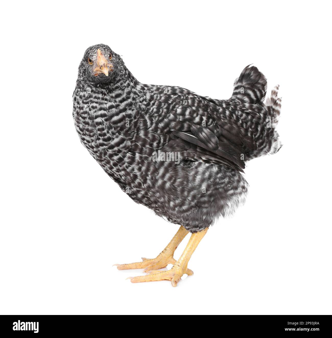 Beautiful chicken on white background. Domestic animal Stock Photo - Alamy