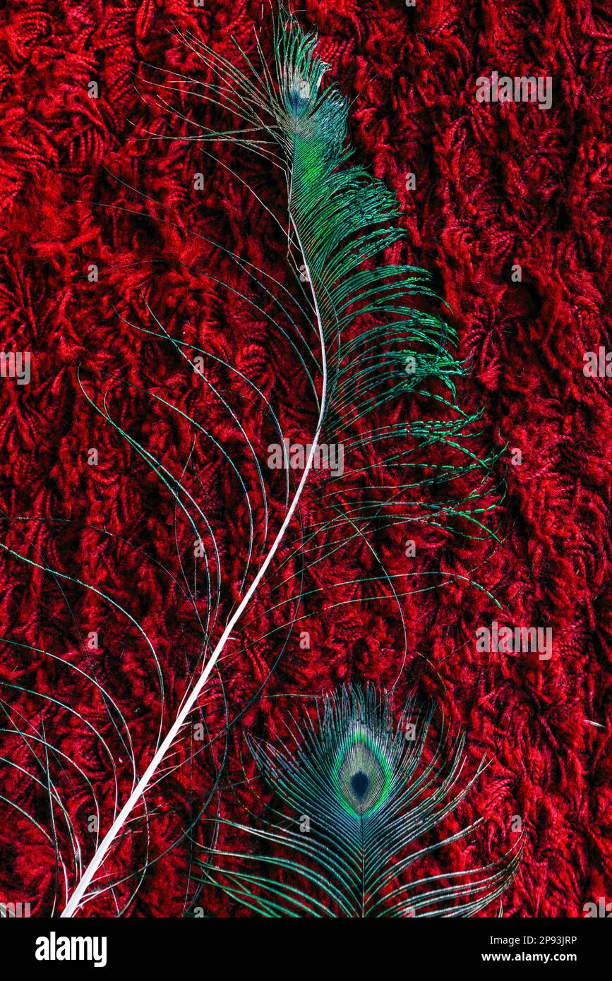 Two beautiful peacock feathers hi-res stock photography and images - Alamy