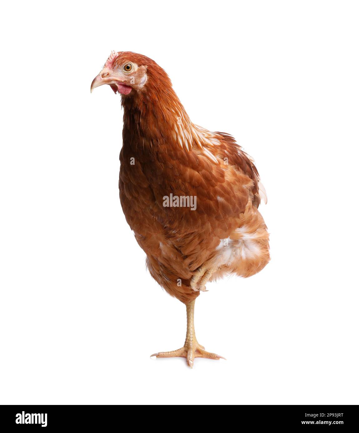 Beautiful chicken on white background. Domestic animal Stock Photo - Alamy