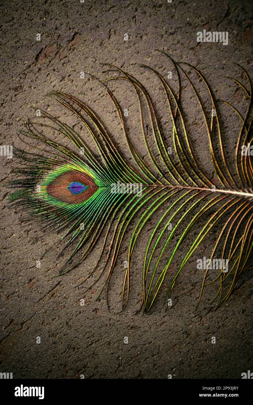 Single peacock feather hi-res stock photography and images - Alamy