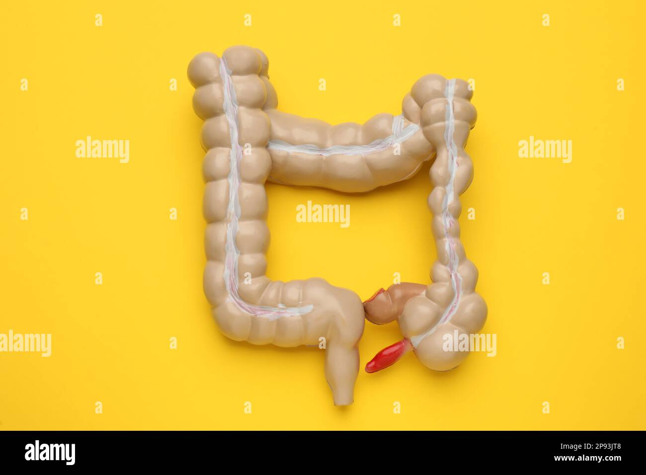 Anatomical model of large intestine on yellow background, top view ...
