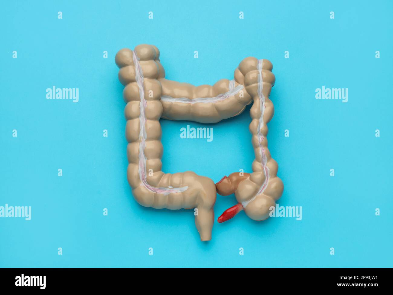 Anatomical model of large intestine on turquoise background, top view ...