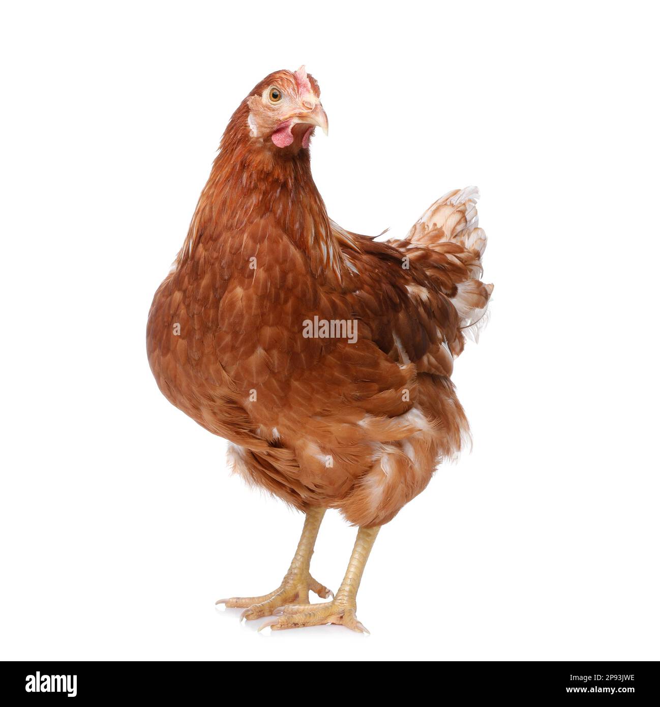 Live broiler chicken white background Cut Out Stock Images & Pictures ...
