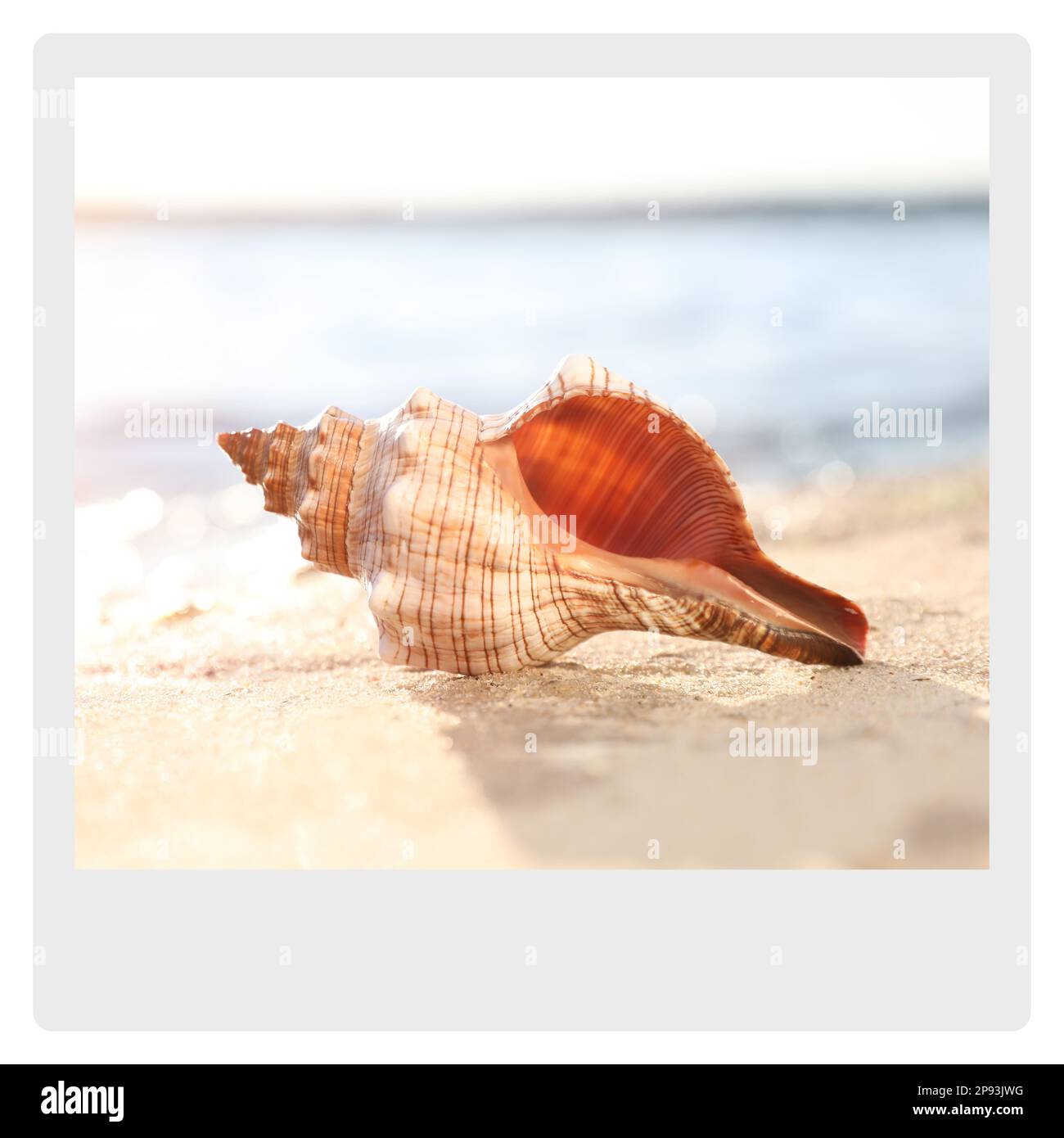 Paper photo. Beautiful sea shell on sandy beach Stock Photo - Alamy