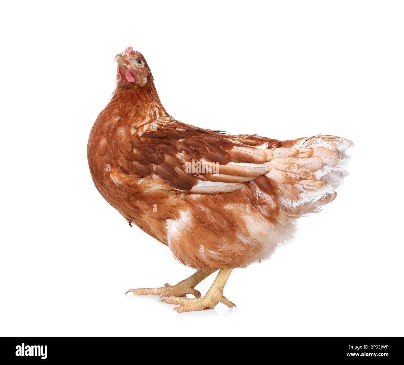 Beautiful chicken on white background. Domestic animal Stock Photo - Alamy