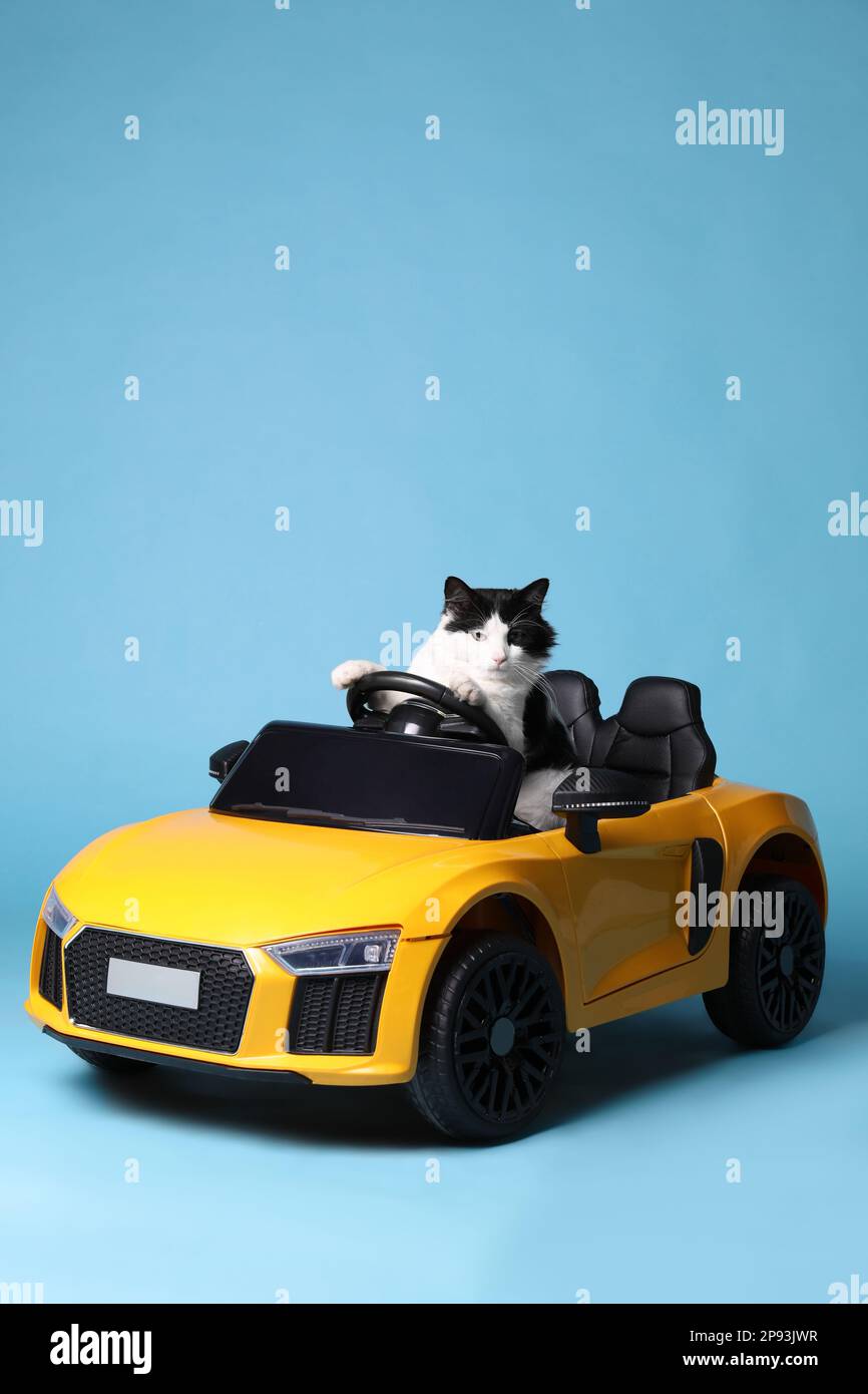 Adorable cat in toy car on light blue background Stock Photo - Alamy