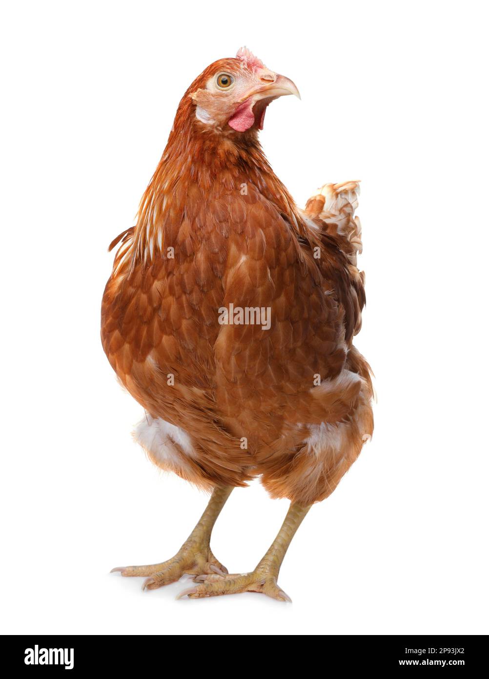 Beautiful chicken on white background. Domestic animal Stock Photo - Alamy