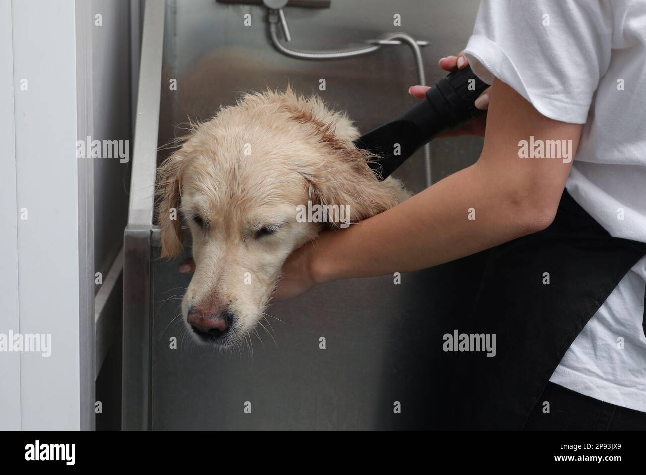Professional groomer drying fur of cute dog after washing in pet beauty ...