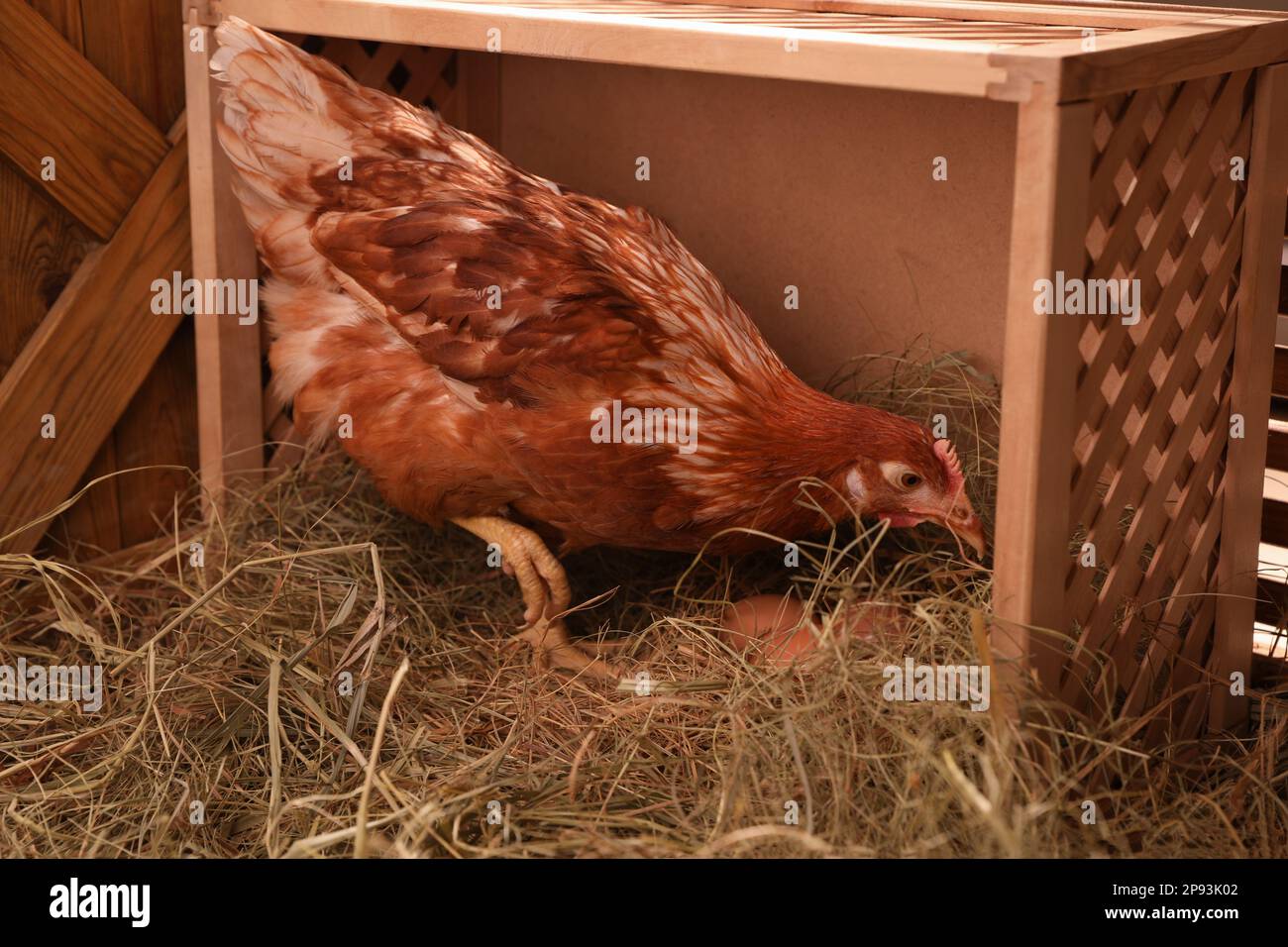 Beautiful chicken in nesting box with eggs inside of henhouse Stock ...