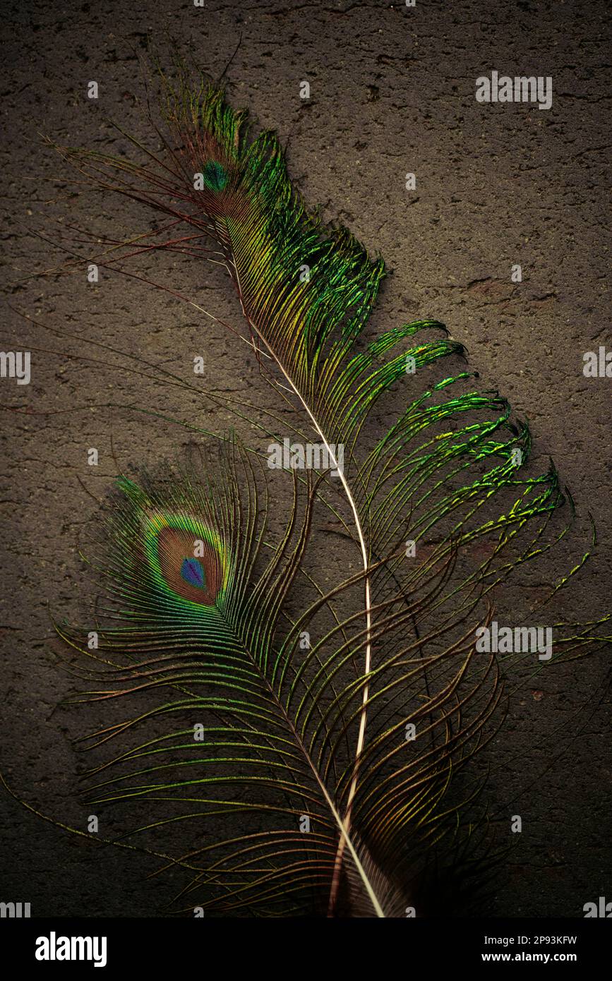 Two peacock feathers on dark stone floor Stock Photo - Alamy