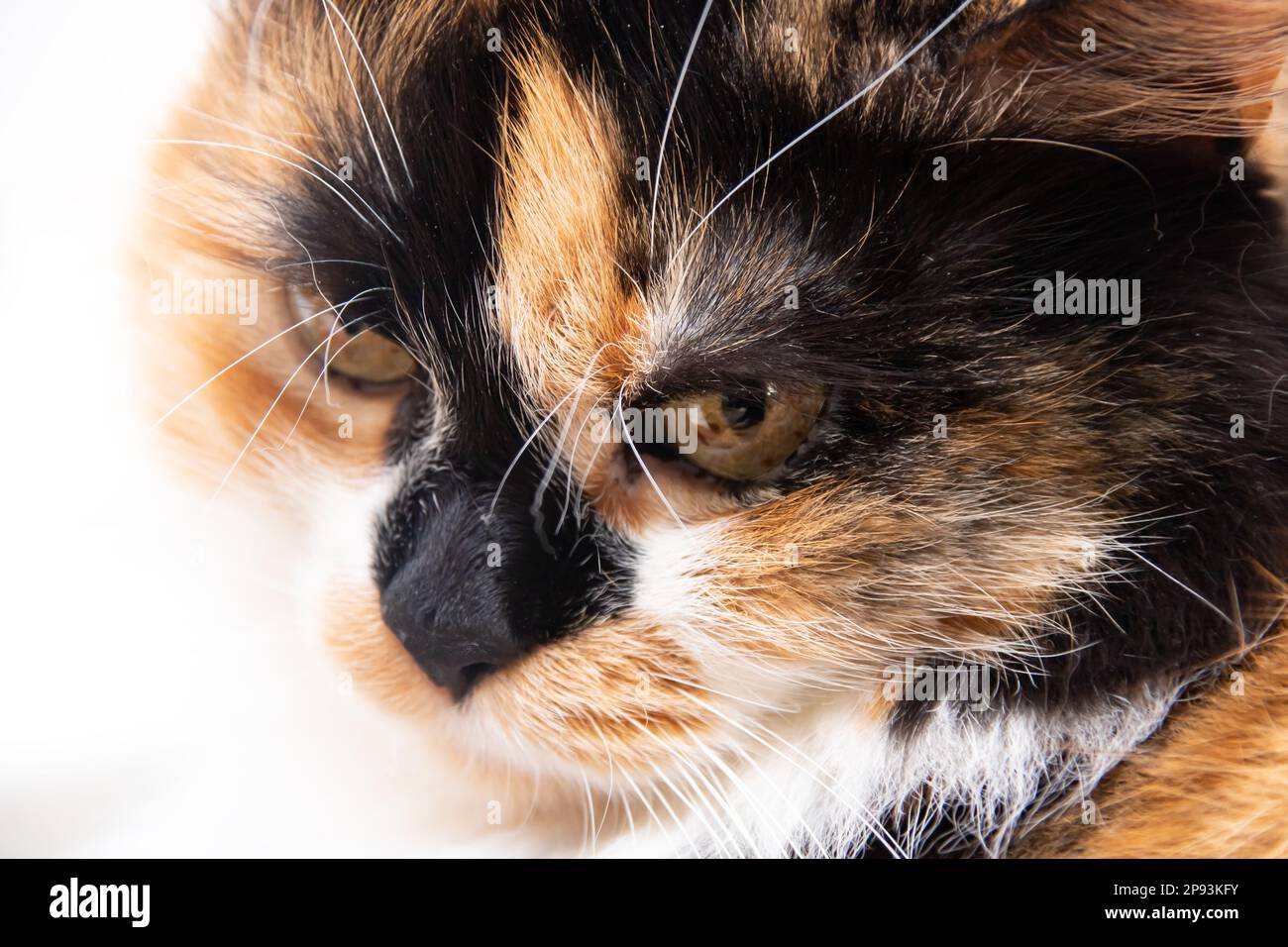 Three-color cat with yellow eyes close up portrait Stock Photo - Alamy