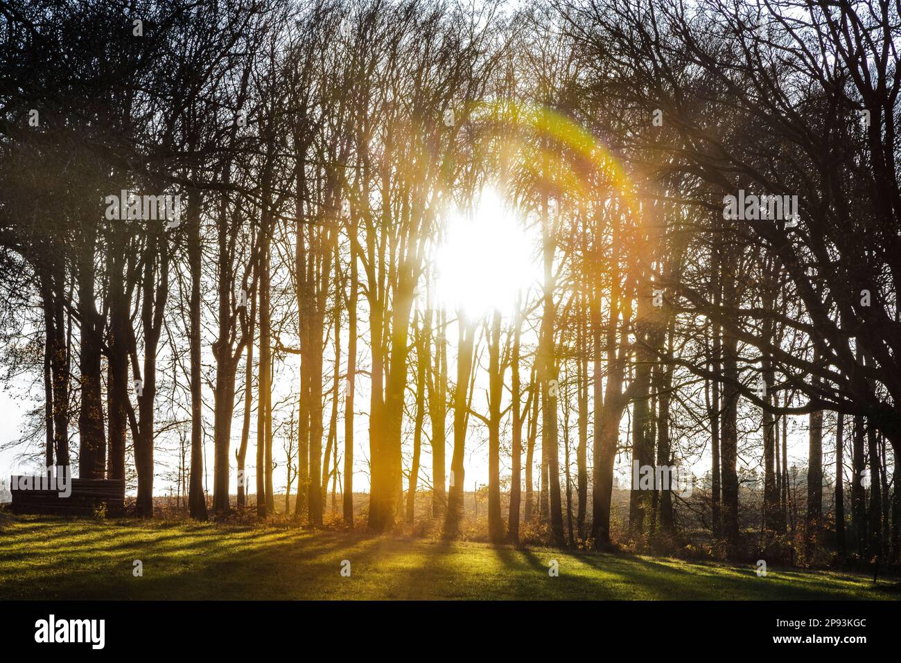 Leafless plants hi-res stock photography and images - Alamy
