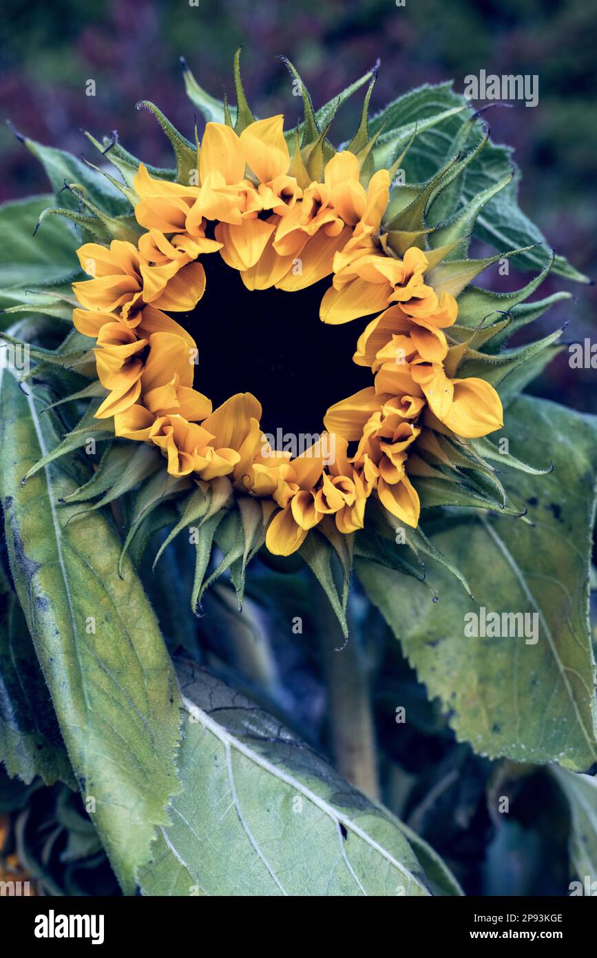 Sunflower stick hi-res stock photography and images - Alamy