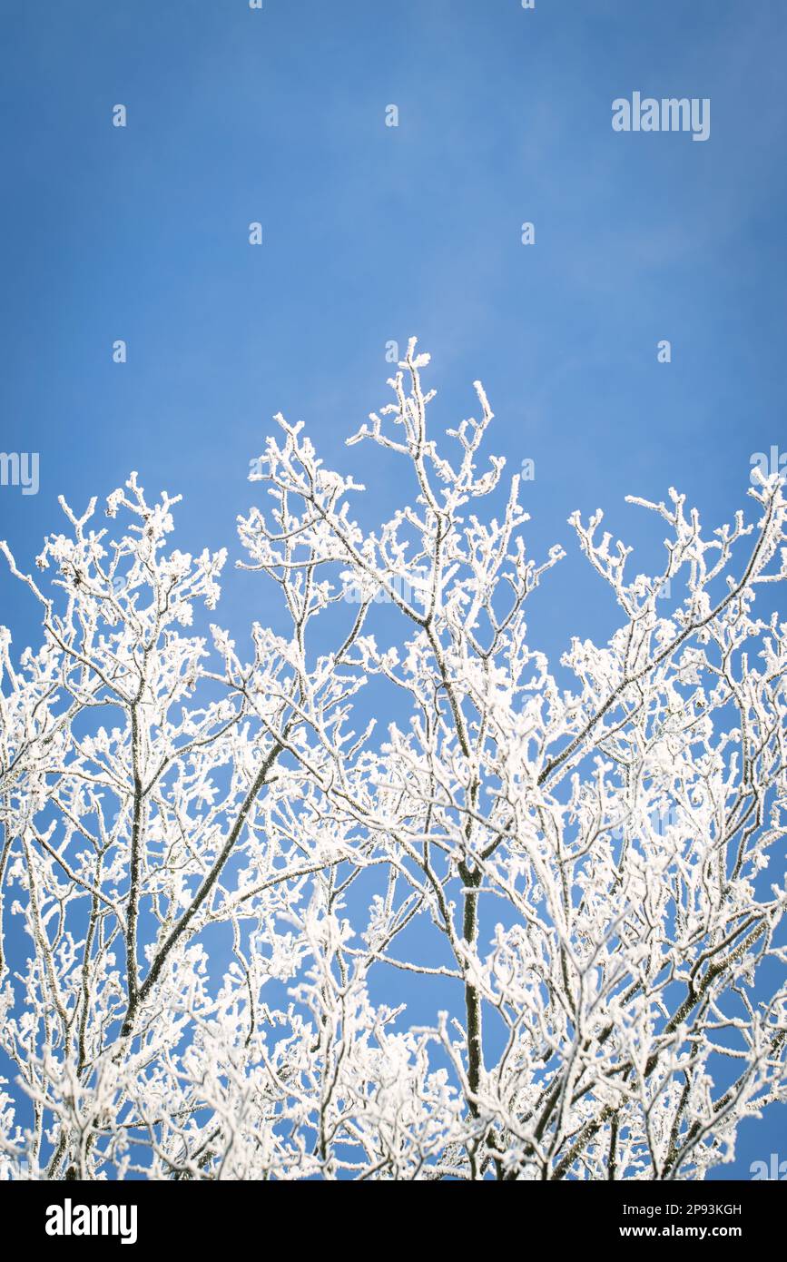Tree top beauty hi-res stock photography and images - Alamy