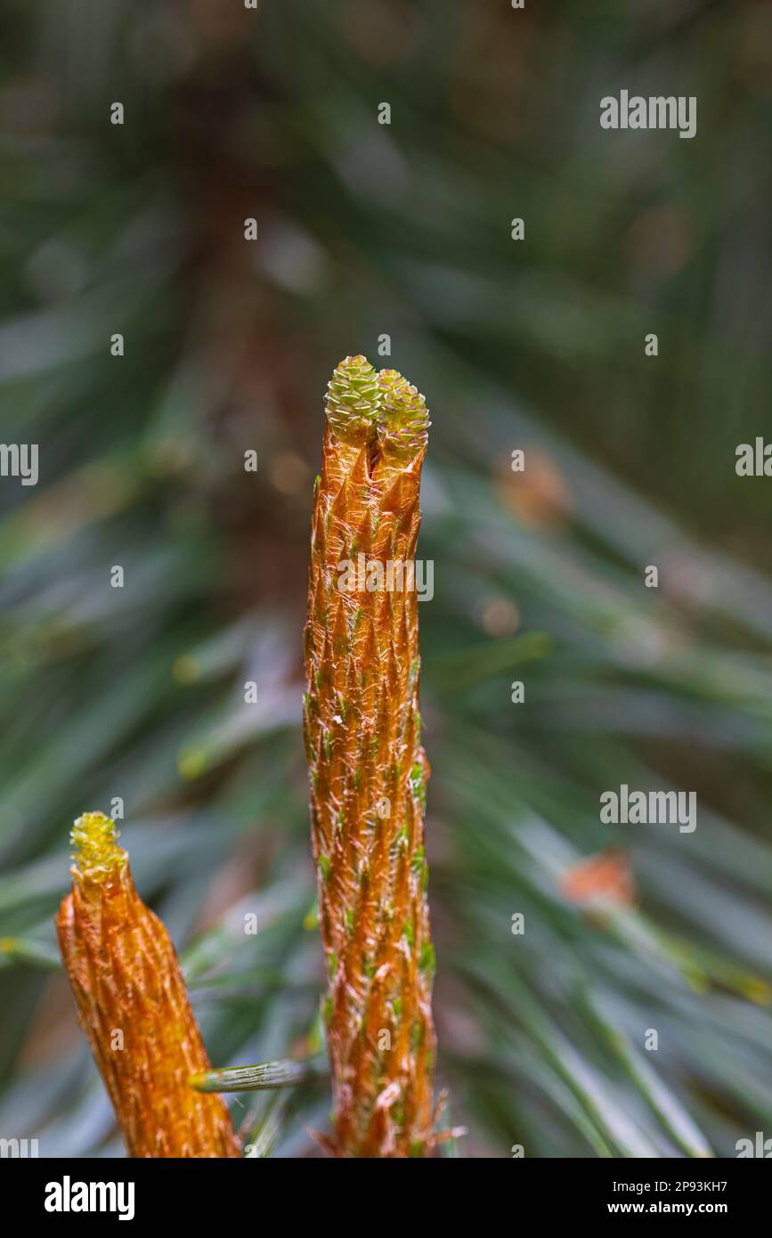 Scots pine (Pinus sylvestris) flowering time, closeup Stock Photo - Alamy