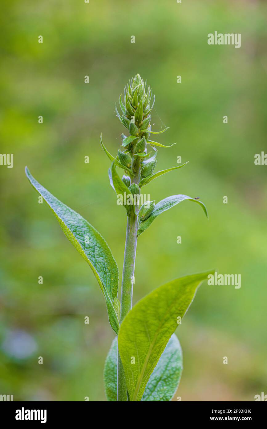wild growing red foxglove in forest, Digitalis purpurea Stock Photo - Alamy