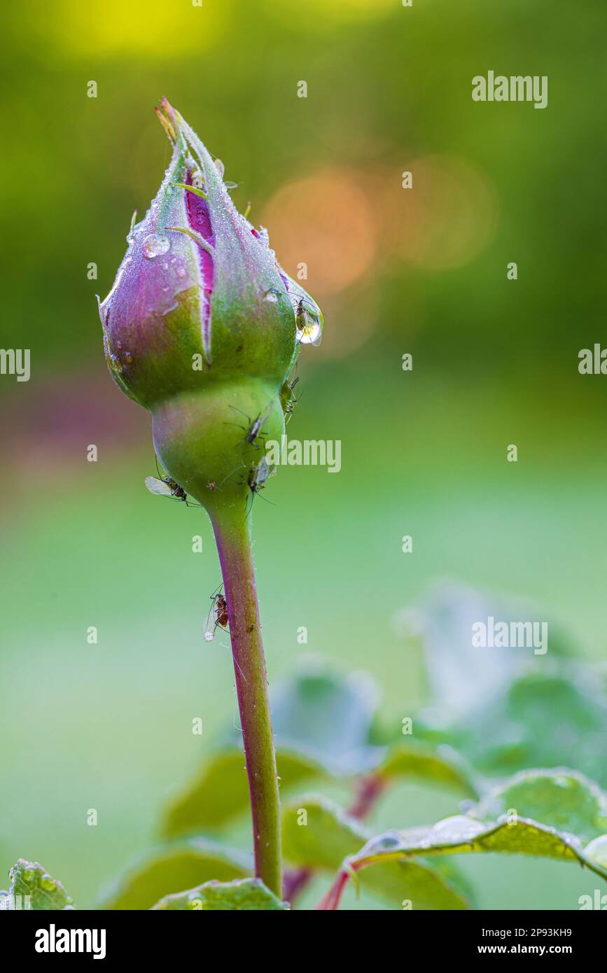Rose bud, aphid infestation, close up, water droplet Stock Photo - Alamy