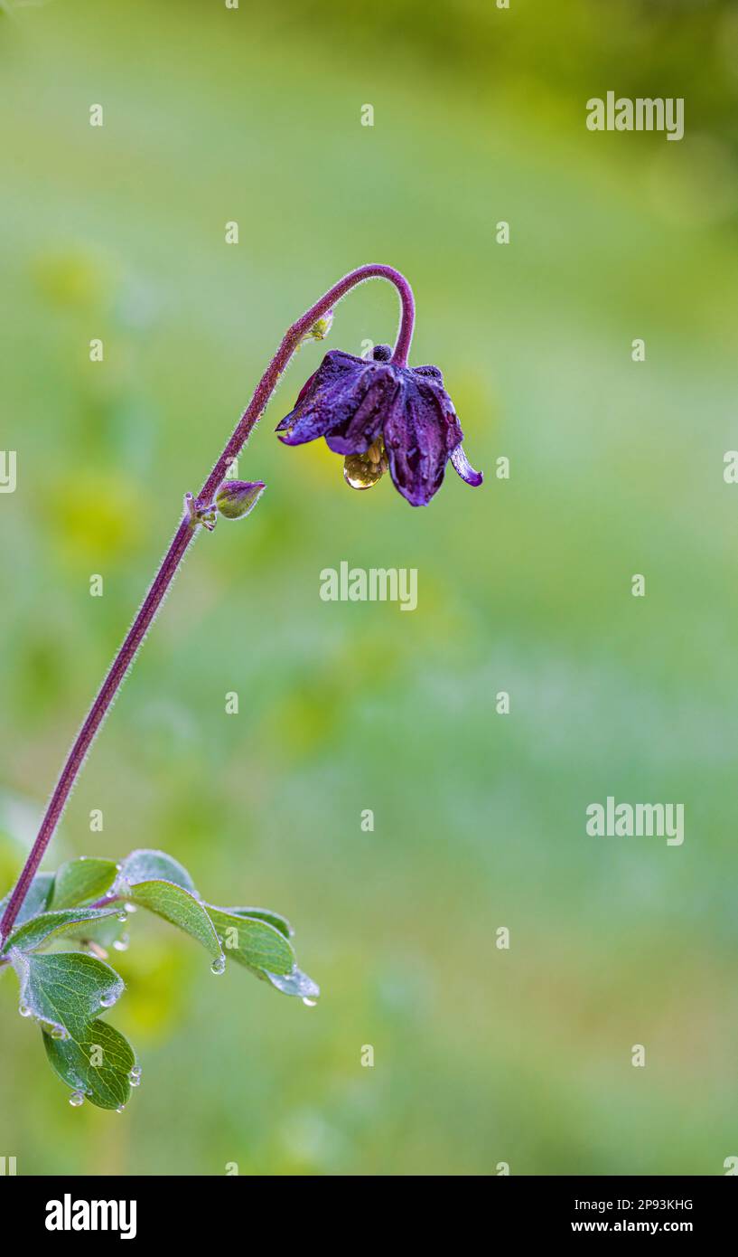 Aquilegia Vulgaris hybrid, 'Black Barlow' columbine, bud, close up ...