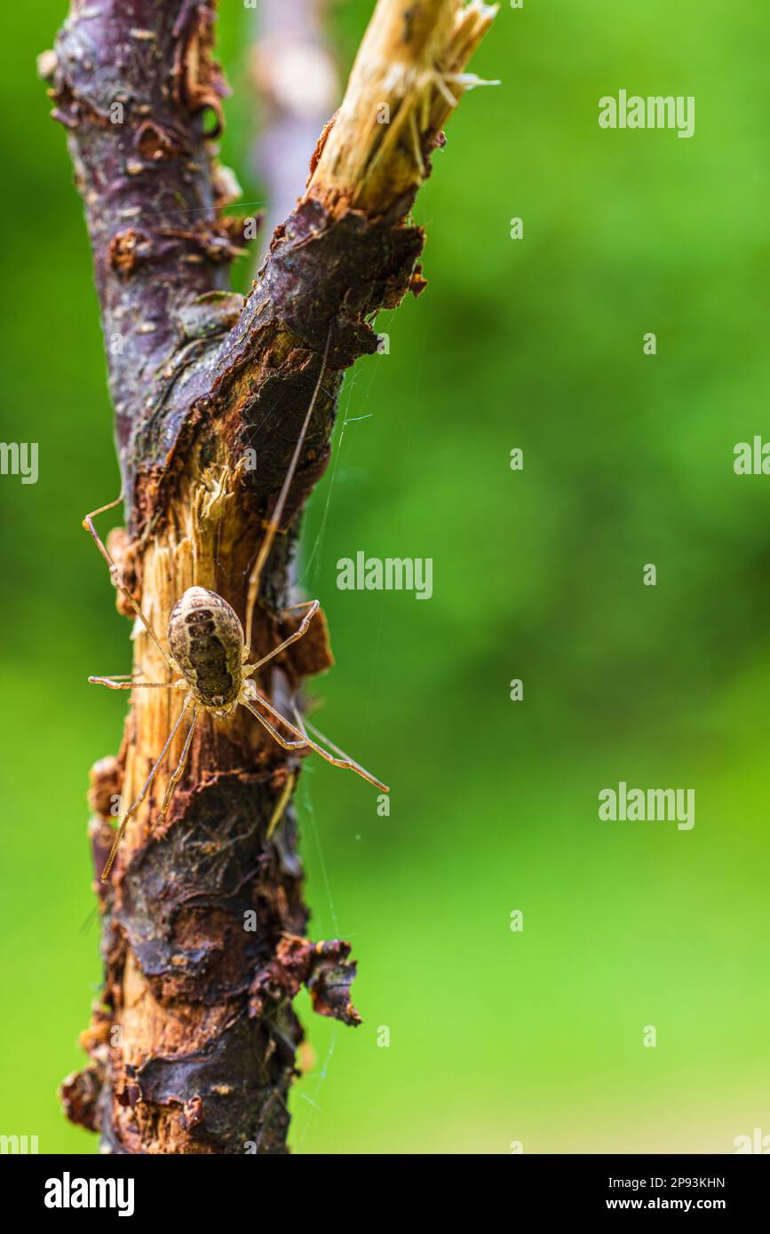 Spider on a branch Stock Photo - Alamy