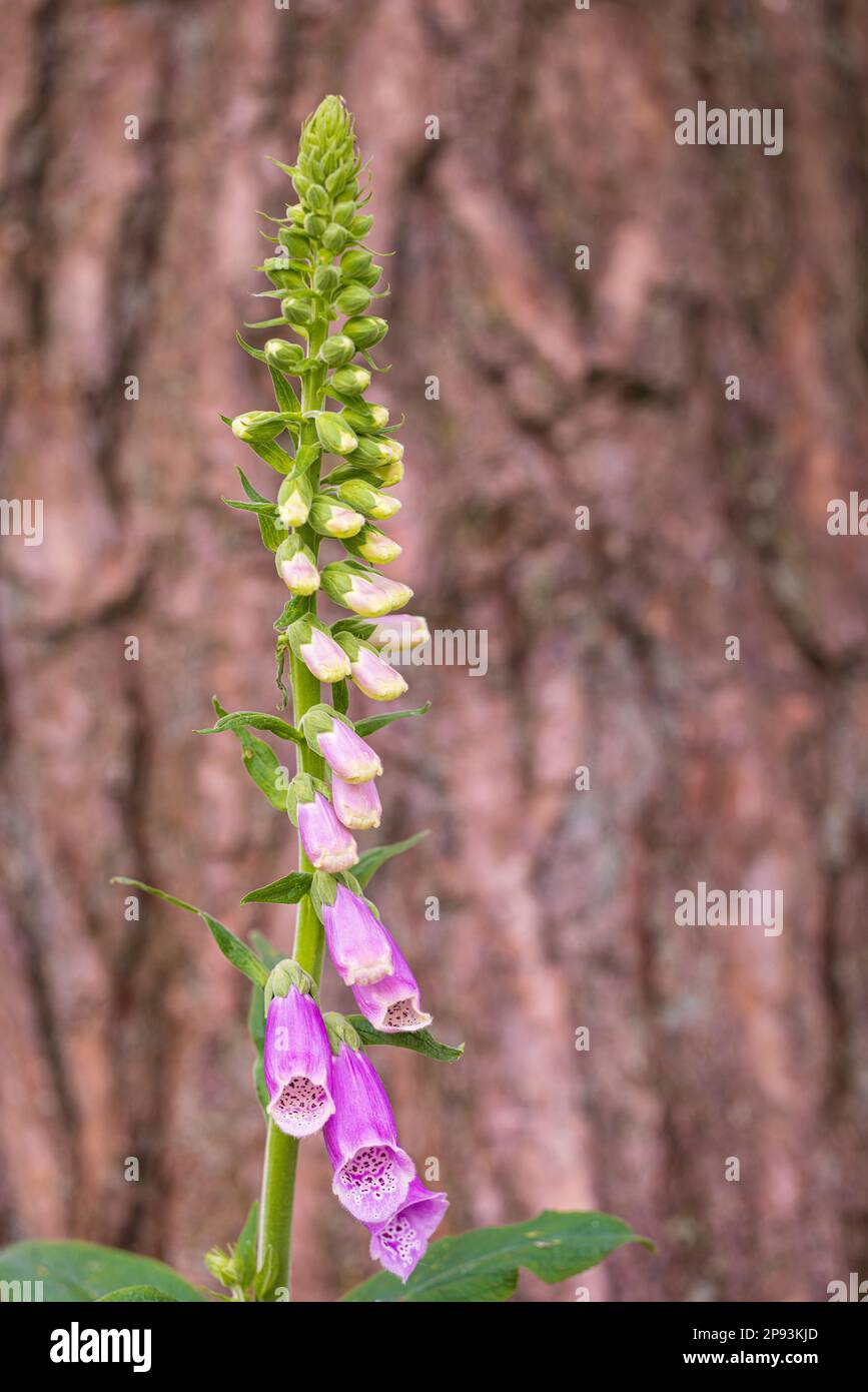 Flowering wild red foxglove in forest, Digitalis purpurea Stock Photo ...