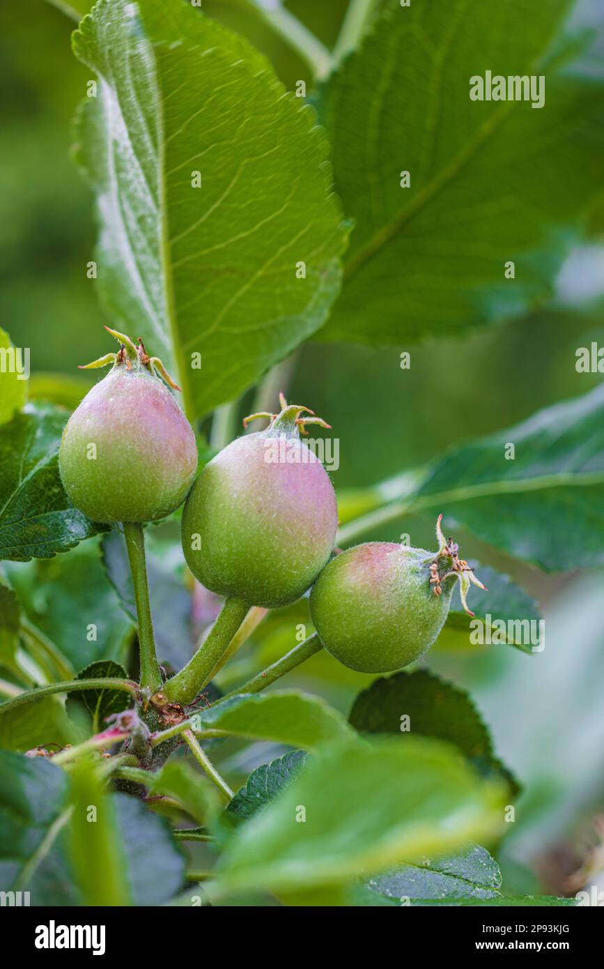 When the apple ripens hi-res stock photography and images - Alamy