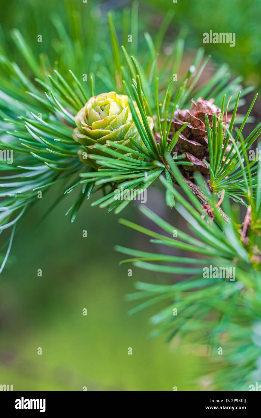 Cone cells hi-res stock photography and images - Alamy