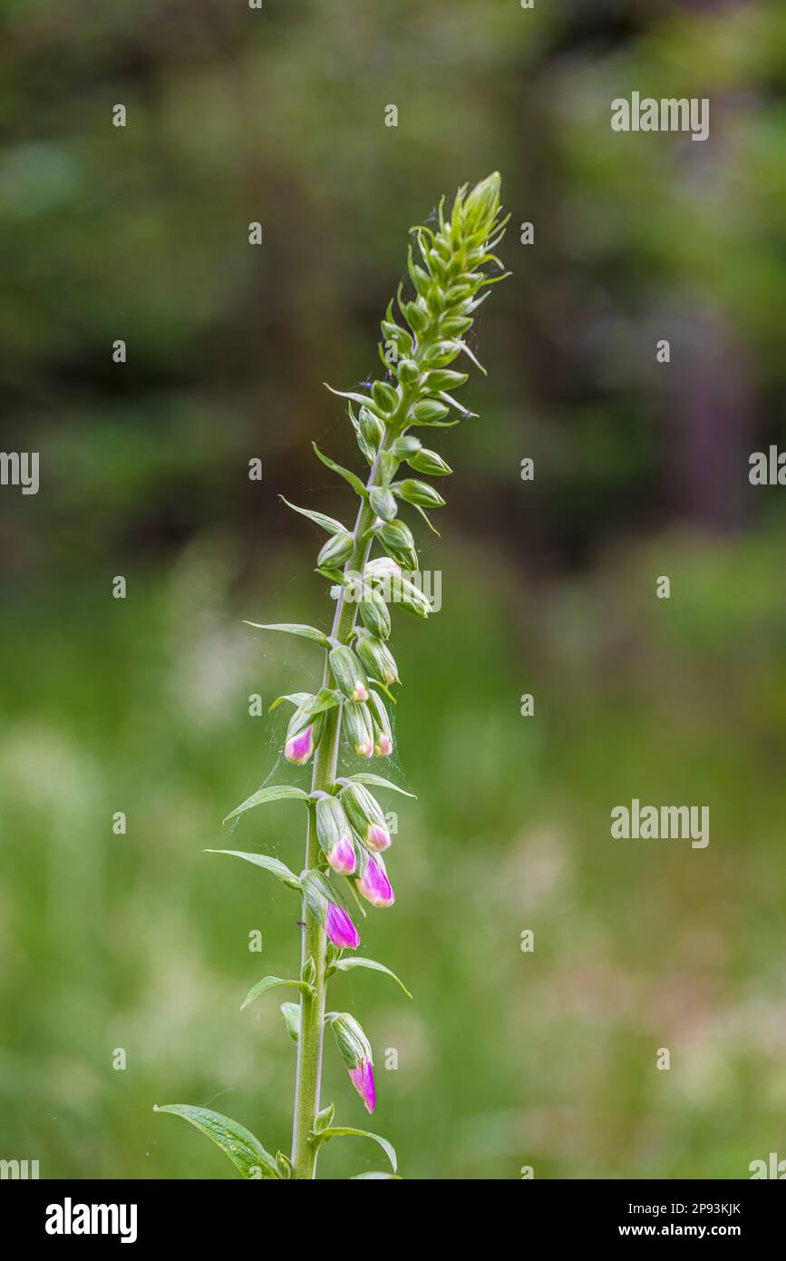 Flowering wild red foxglove in forest, Digitalis purpurea Stock Photo ...