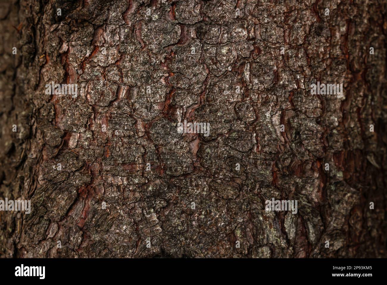 Texture of tree bark as background, closeup view Stock Photo - Alamy