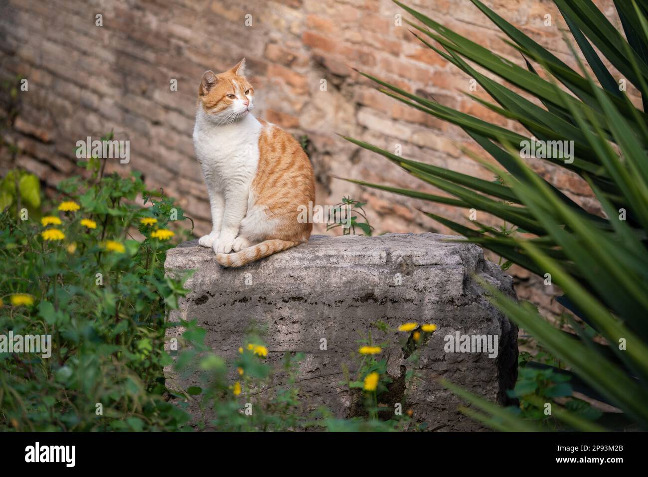 Rome, Italy. 10 March 2023. A Cat sanctuary founded in 1993 in the ...